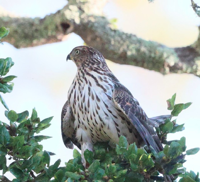 Developer's Flawed Appeal Ignores Wildlife & Legal Reality - Save Our ...